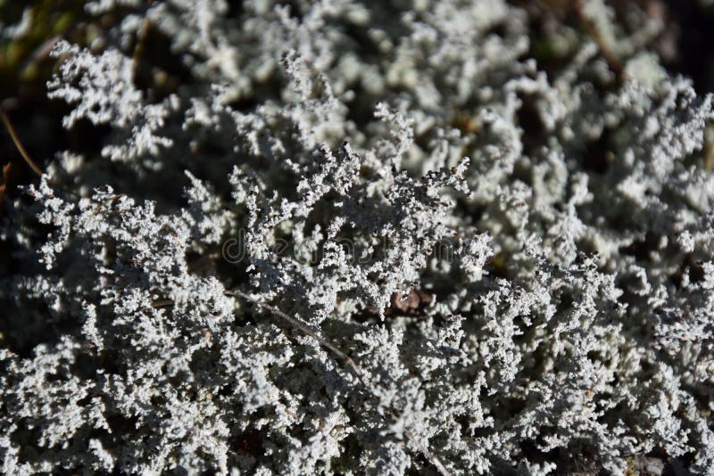 Vegetable Moss on the Ground of the Canadian Forest Stock Image - Image ...