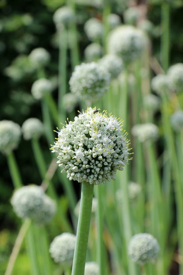 Vegetable Onions Bloom in the Garden Stock Image - Image of leaf ...