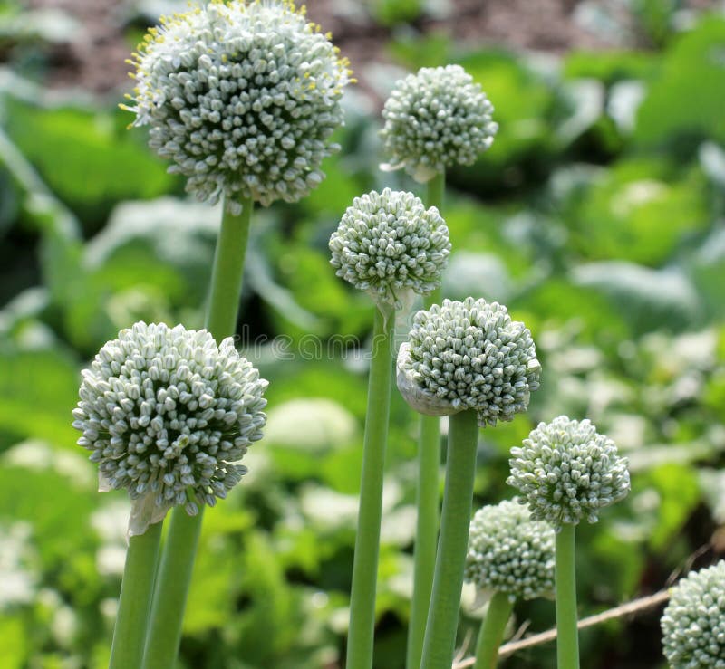Vegetable Onions Bloom in the Garden Stock Photo - Image of plant ...
