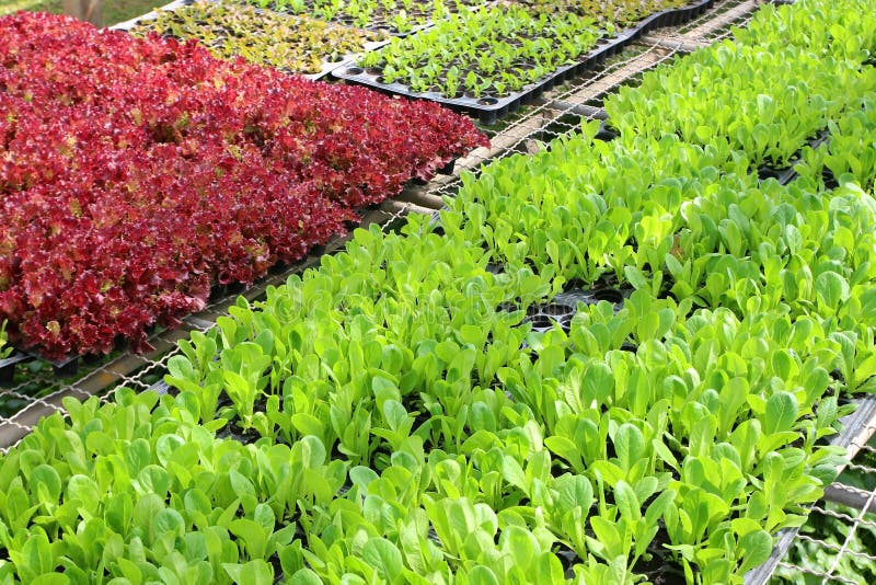 Vegetable in organic farm stock photo. Image of agriculture - 221683980