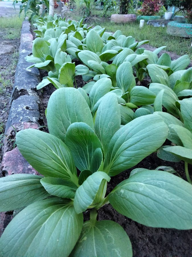 Vegetable Pakcoy or Bokchoy Stock Image - Image of spoon, eaten: 262333245