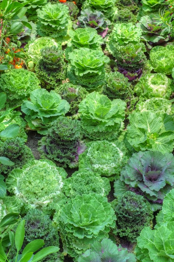 Man in vegetable patch stock image. Image of work, landscaping - 310325