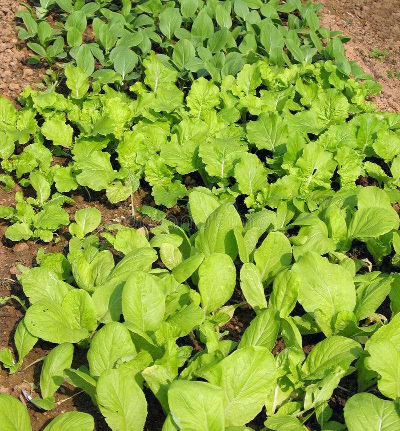 Vegetable Patch stock photo. Image of dirt, leaves, organic - 9161596