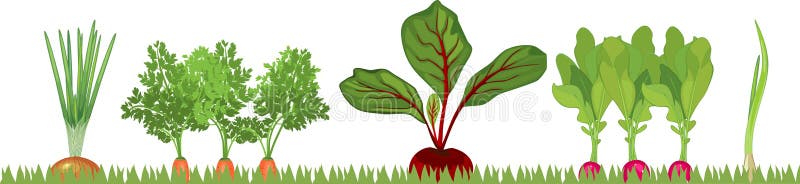 Root Vegetables As Underground Plant Part With Carrot And Beet Vector ...