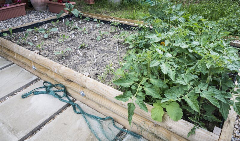 Vegetable Patch stock photo. Image of compost, fresh - 43916822