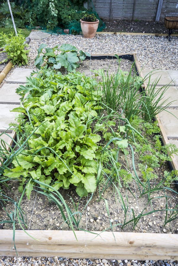 Vegetable Patch stock photo. Image of cultivate, agricultural - 43917008