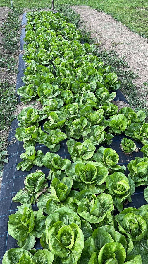 Vegetable Patch, Sprouted Radicchio Heads, Castelfranco Radicchio ...