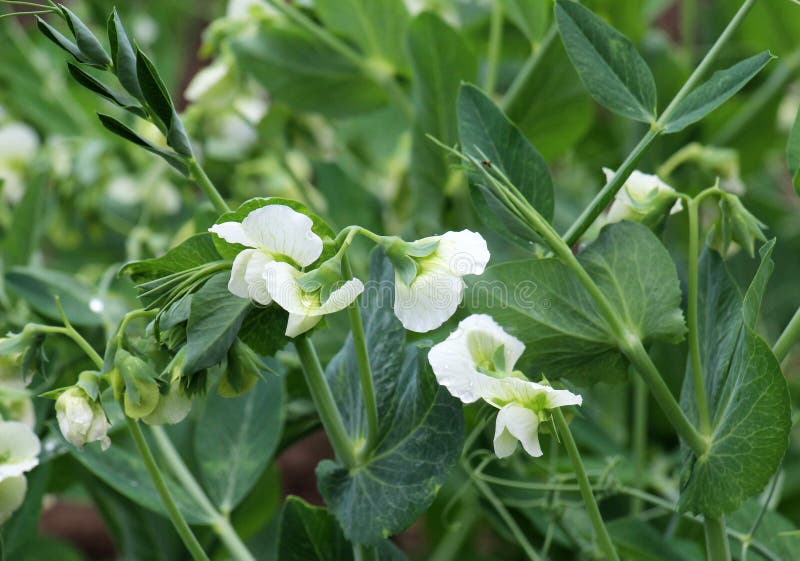 Vegetable Peas Bloom in Open Ground Stock Photo - Image of closeup ...