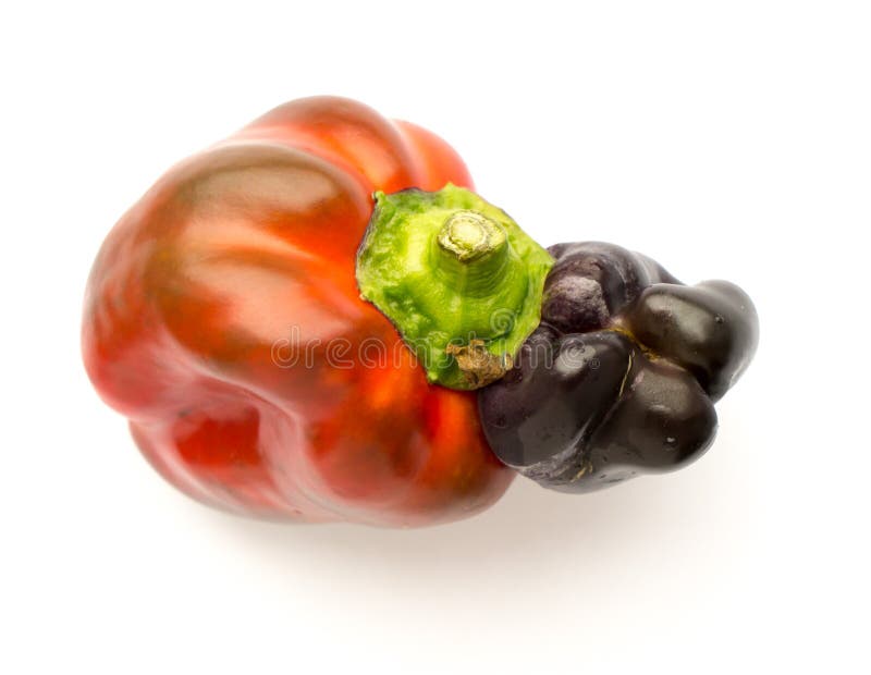 The vegetable Pepper. stock photo. Image of color, paprika - 124541798