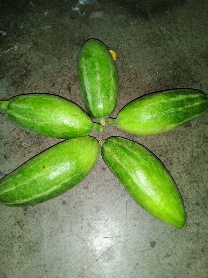 Vegetable Photography Green Photo Parwal Stock Image - Image of ...