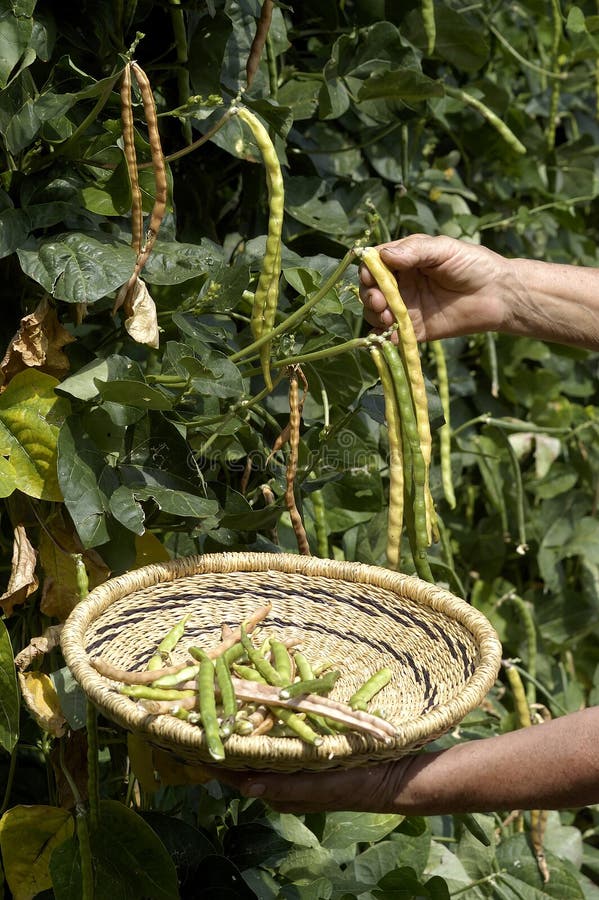 Hand Picking Green Beans In Garden Stock Photo - Image of uncooked ...