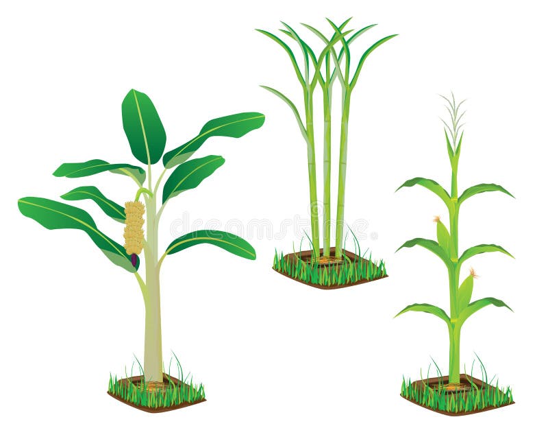 Vegetable plant stock vector. Illustration of sugar, agriculture - 85393785