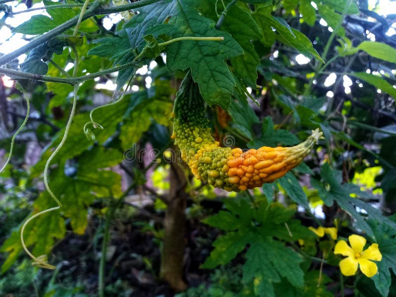 A Vegetable Plant that Grows on Vines with Wrinkled and Nodule Fruit ...