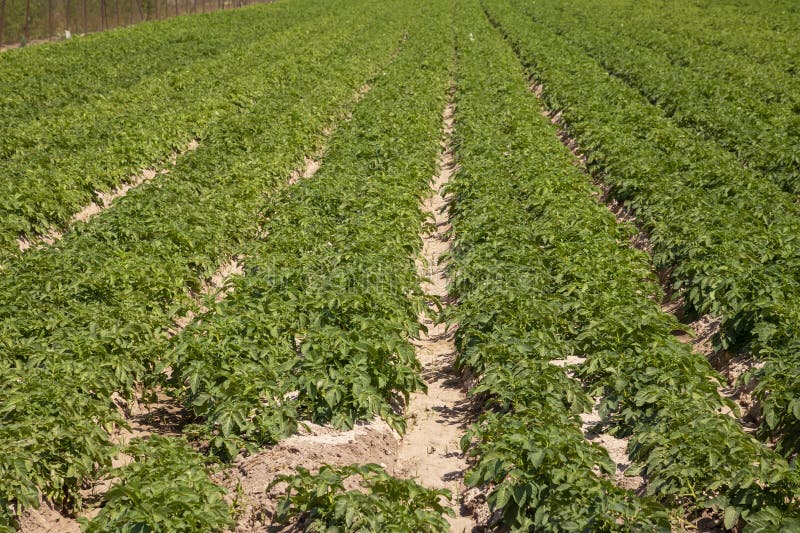 Vegetable Plantation on the Coast of Valencia Stock Photo - Image of ...