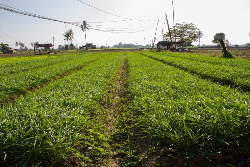 Vegetable plantation field stock photo. Image of vegetable - 129004392