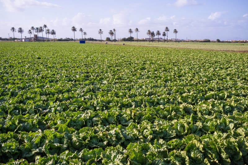 Vegetable plantation stock image. Image of crop, field - 30764641
