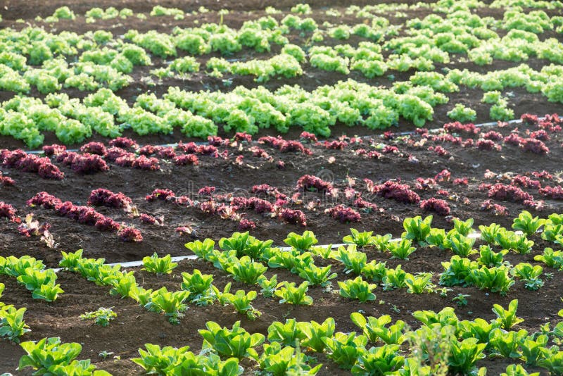 Vegetable plantation stock image. Image of agricultural - 83727331