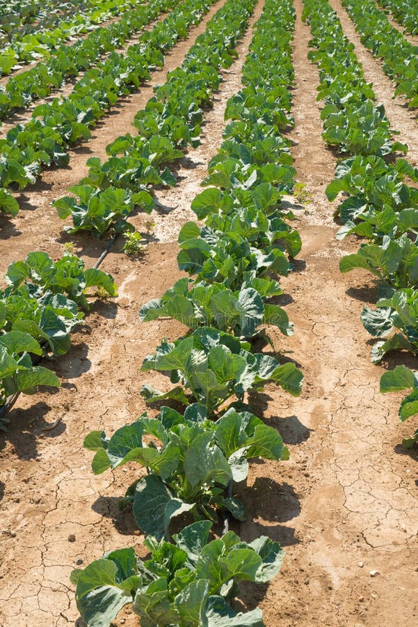 Vegetable plantation stock image. Image of crop, field - 30764641