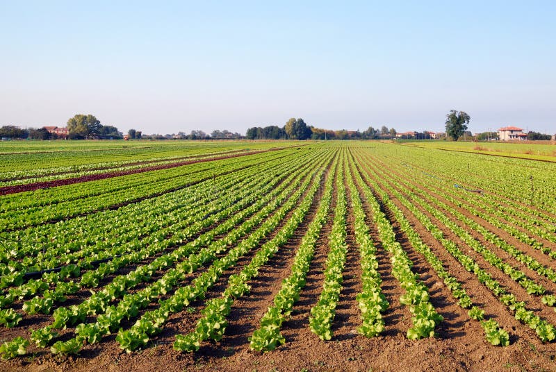 Vegetable planting stock image. Image of nice, planting - 17323833