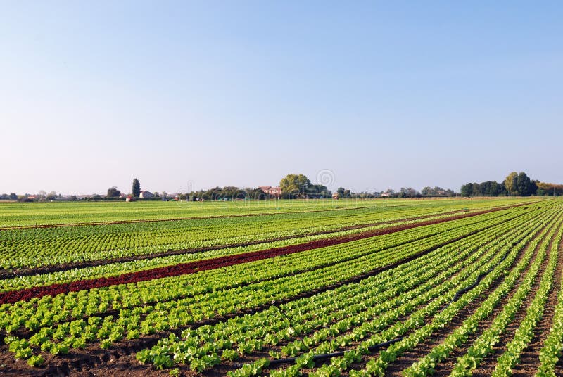 Vegetable planting stock image. Image of scene, summer - 17377341
