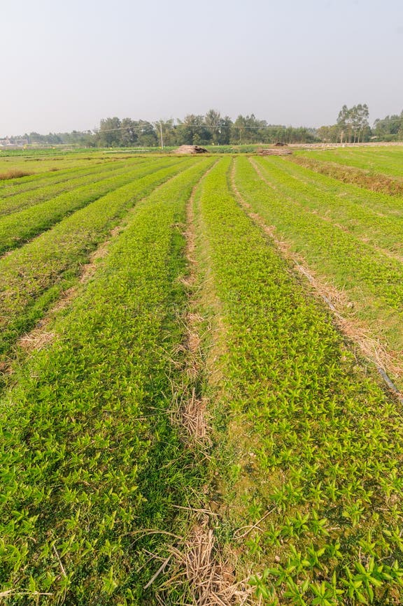 Vegetable planting base stock image. Image of eating - 35843985