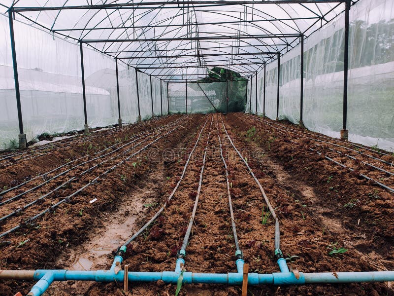 Vegetable Planting Experiment Stock Photo - Image of track, vehicle ...