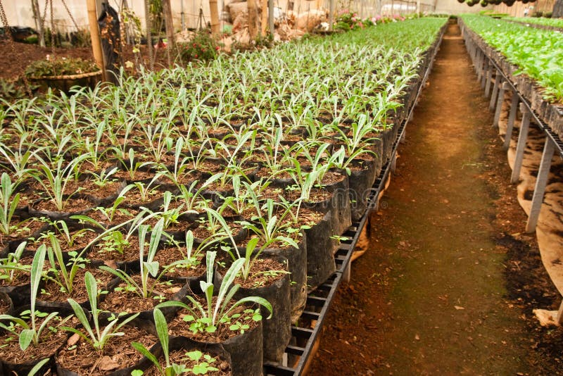 Vegetable Planting in Modern Farm Stock Image - Image of growing ...