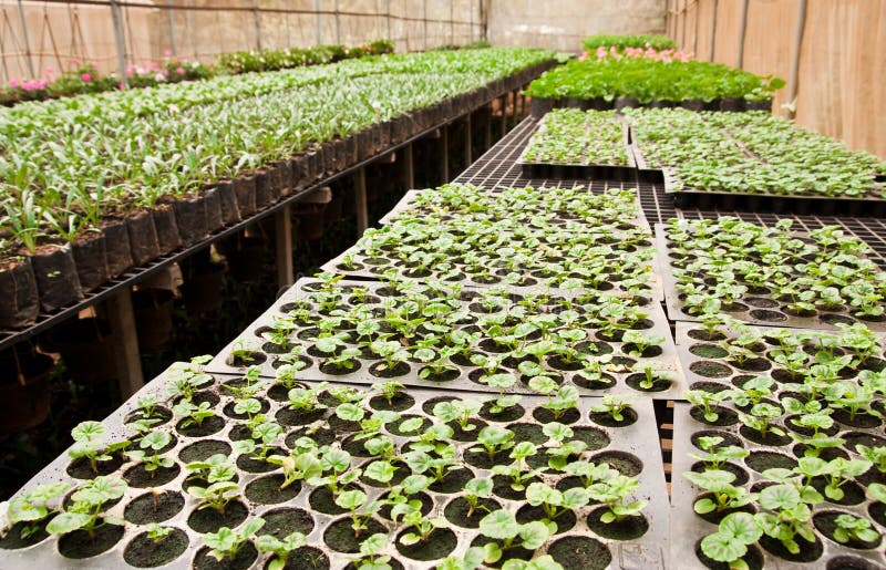 Vegetable Planting in Modern Farm Stock Image - Image of interior ...