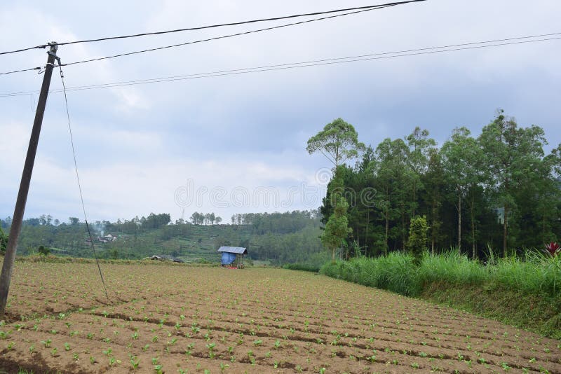Vegetable Plants in Batu Malang Village Stock Photo - Image of crop ...
