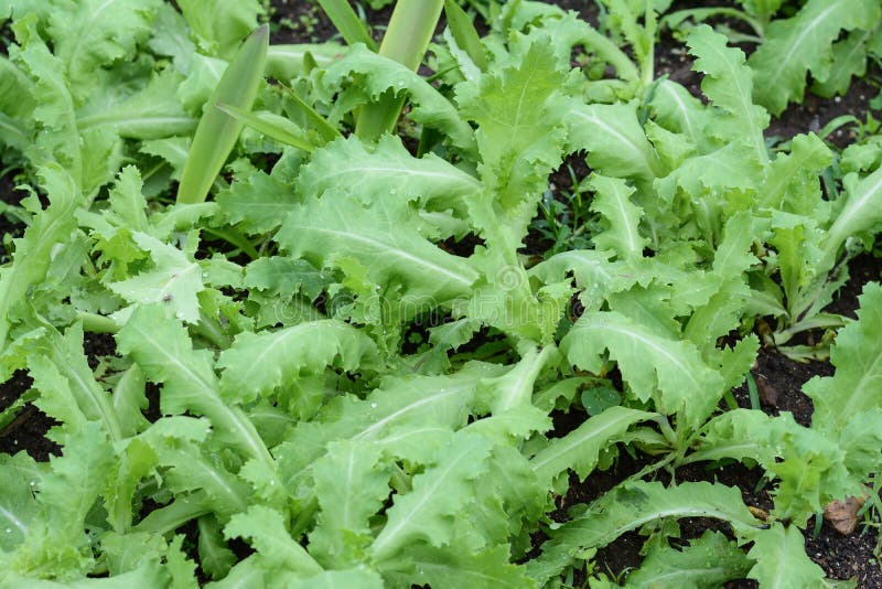 Vegetable plants on ground stock photo. Image of fresh - 47617510
