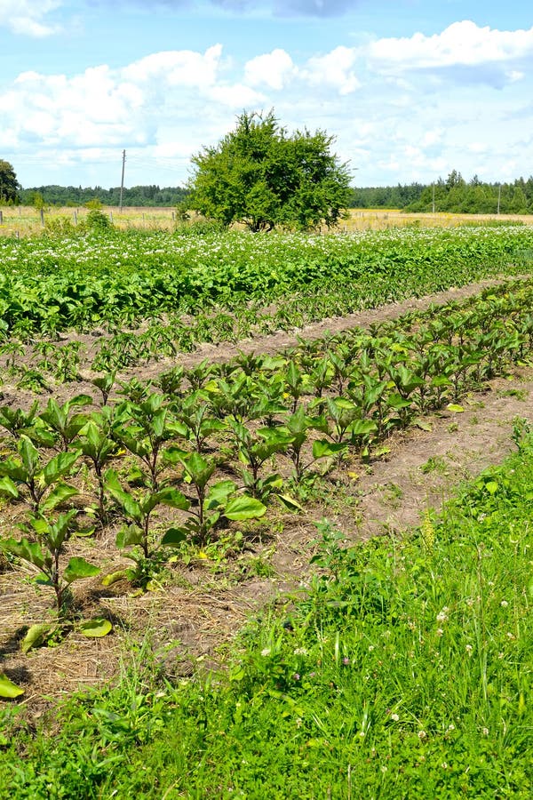 Vegetable Plants Grow in Open Ground. Rural Landscape Stock Image ...