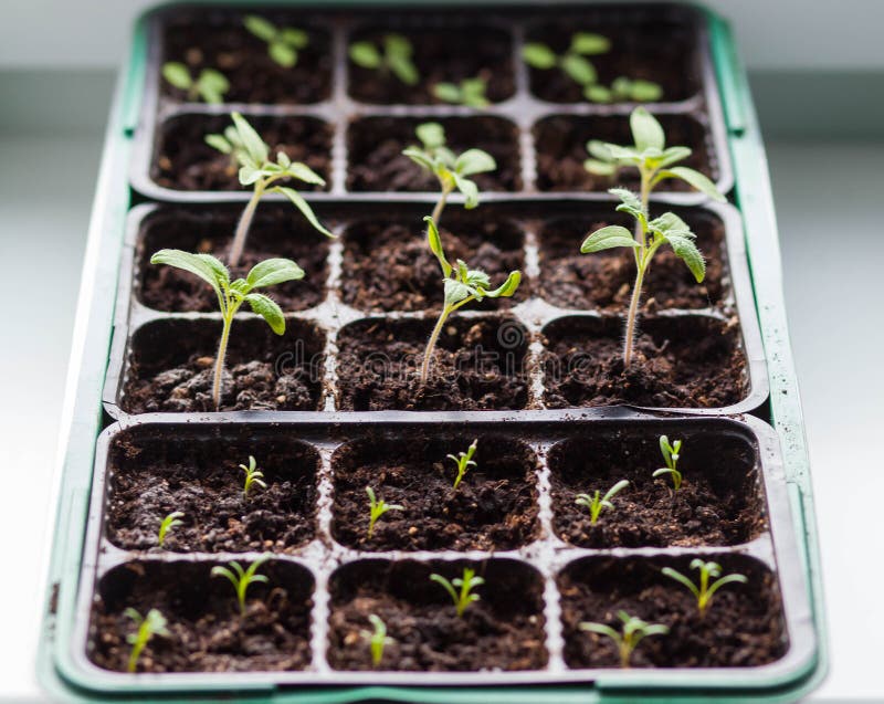 Vegetable Plants Stand on the Windowsill before Planting in the Open ...