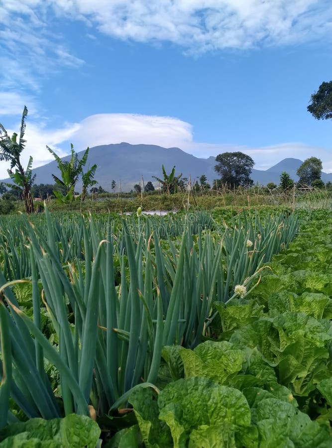 Vegetable Plants with Views of Mount Gede, West Java Stock Image ...