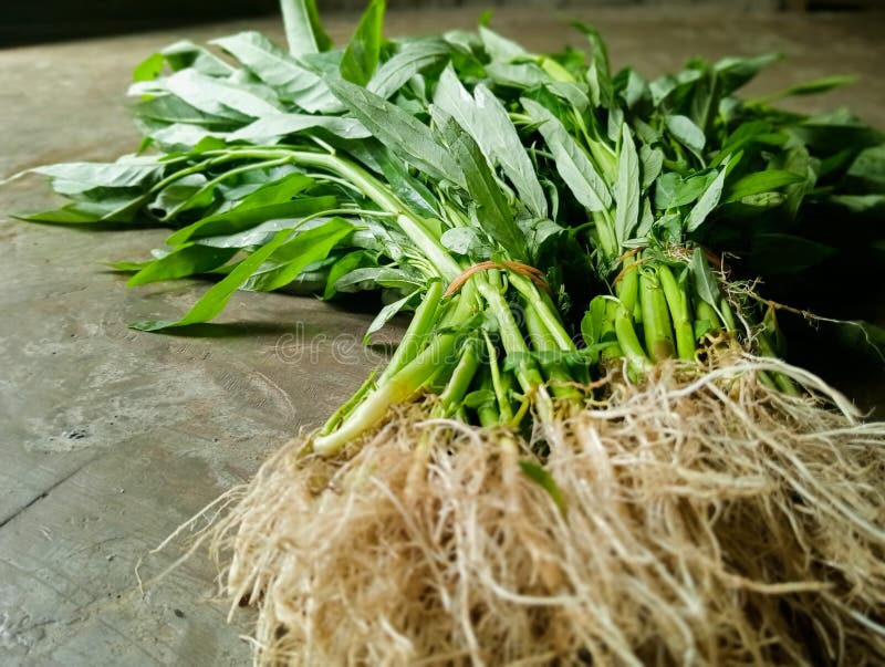 Vegetable Plants Water Spinach Pull Out Stock Photo - Image of plants ...