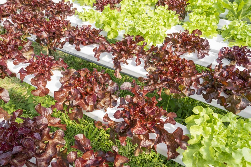 The Vegetable in Plastic Pipe of Hydroponic Concept Stock Image - Image ...