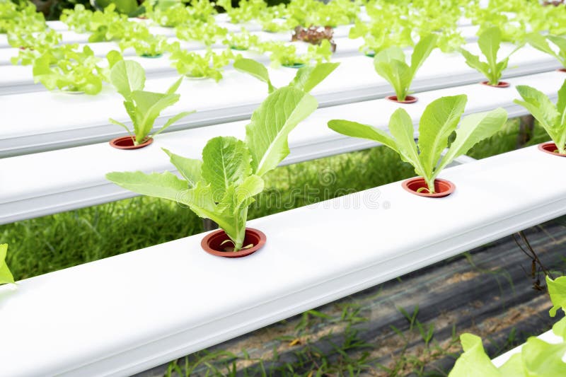 The Vegetable in Plastic Pipe of Hydroponic Concept Stock Photo - Image ...