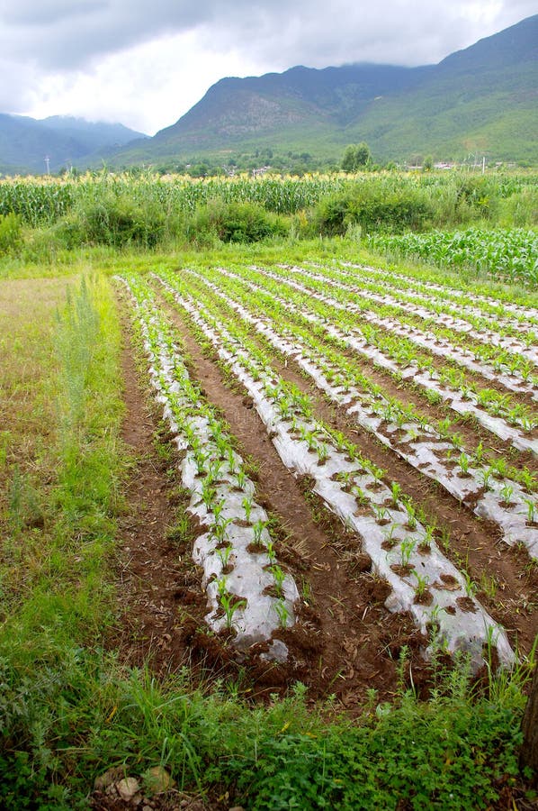Vegetable plot stock image. Image of growing, harvest - 21966361