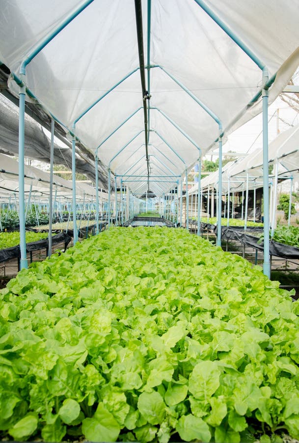 Vegetable plot stock image. Image of orchard, enclosure - 37989805