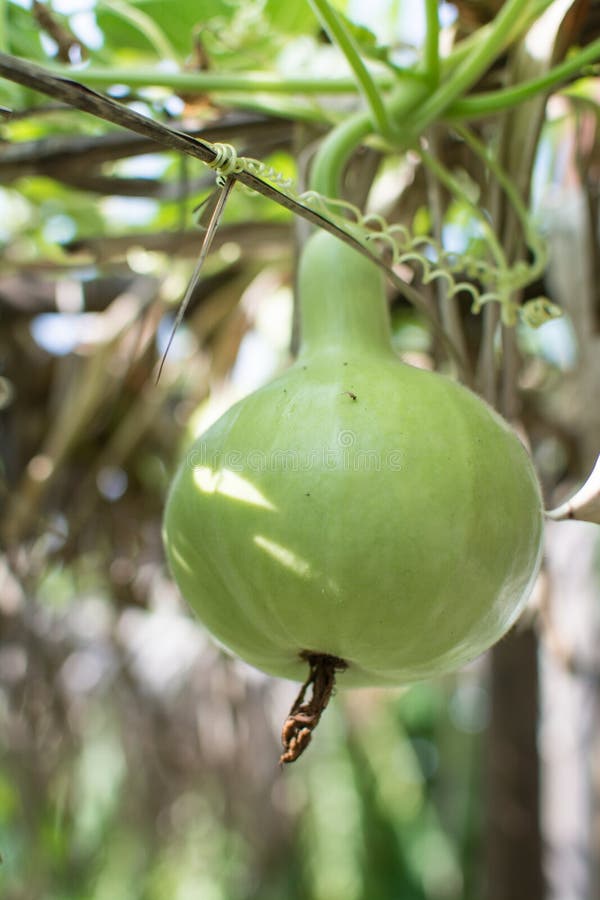 Vegetable Plot Calabash Plant in Garden Stock Photo - Image of ...