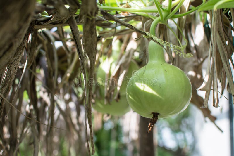 Vegetable Plot Calabash Plant Stock Photo - Image of green, squash ...