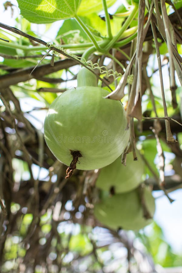 Vegetable Plot Calabash Plant Stock Image - Image of edible, vegetable ...