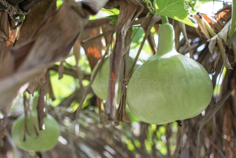 Vegetable Plot Calabash Plant Stock Photo - Image of garden, field ...