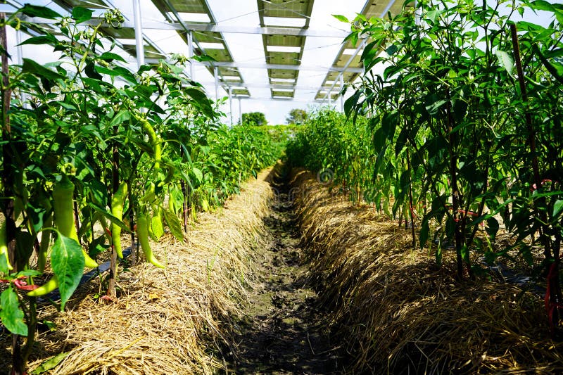 Vegetable plot stock image. Image of leaf, capsicum - 277596685