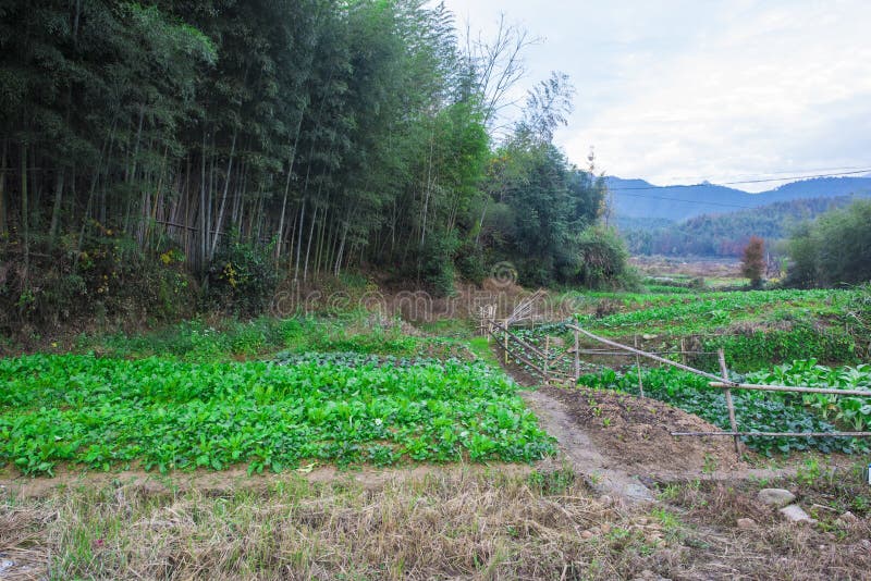 The Vegetable Plot at the Foot of the Pastoral Landscape Stock Image ...