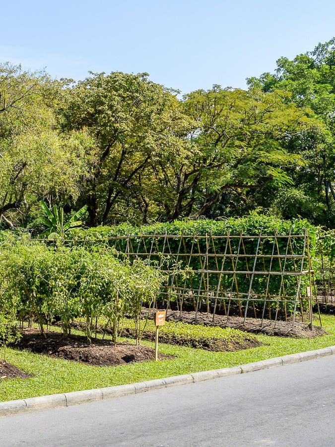 Vegetable plot stock image. Image of leaves, tree, outdoor - 54897703