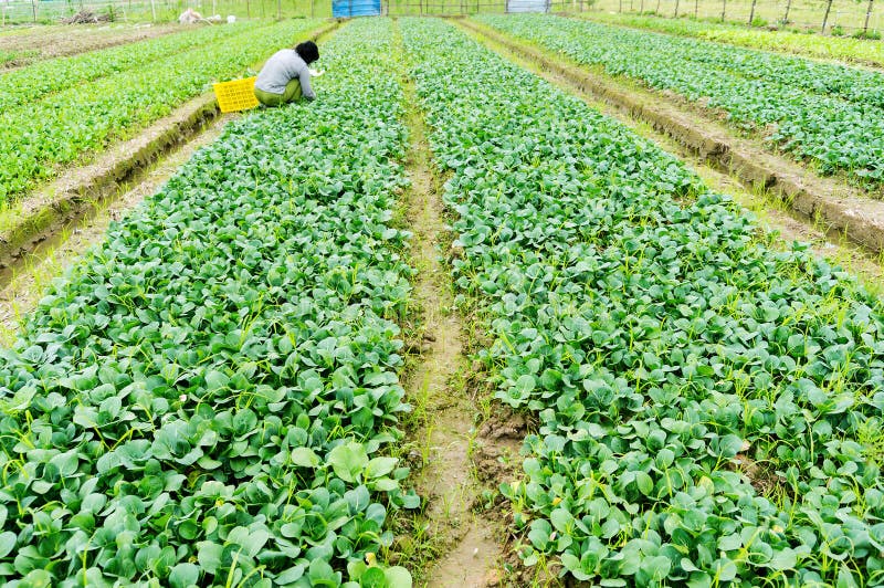 Vegetable plot stock image. Image of food, cultivation - 78675375