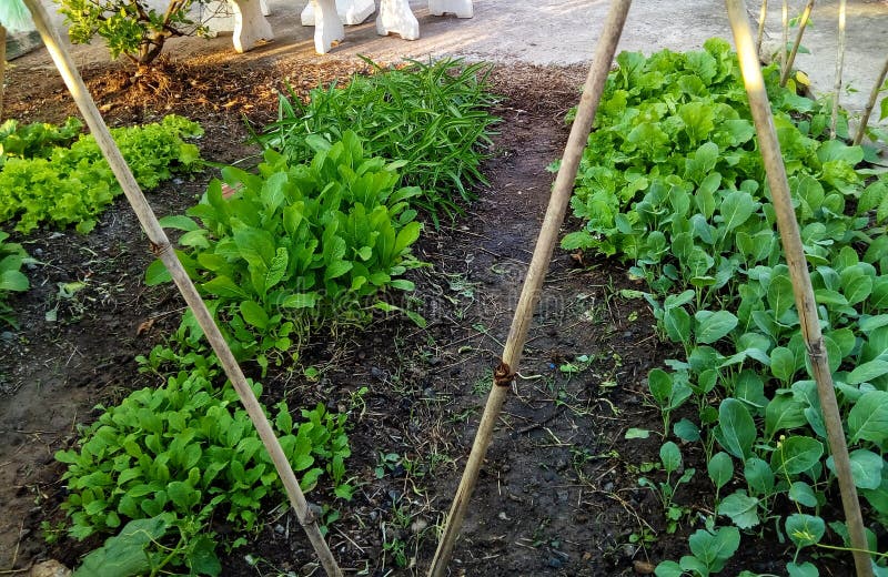 Vegetable Plot, Vegetable Garden, Health, Vegetables, Planting, Growing ...