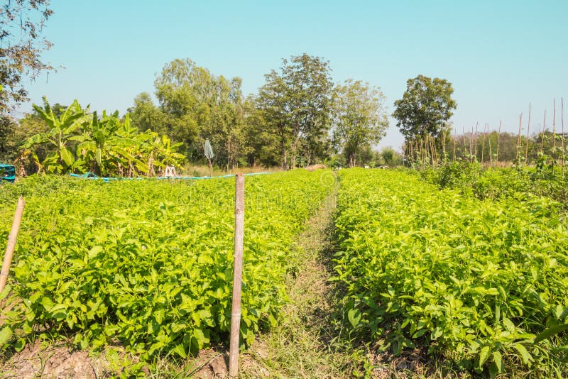 Vegetable plot in garden stock image. Image of organic - 70776557