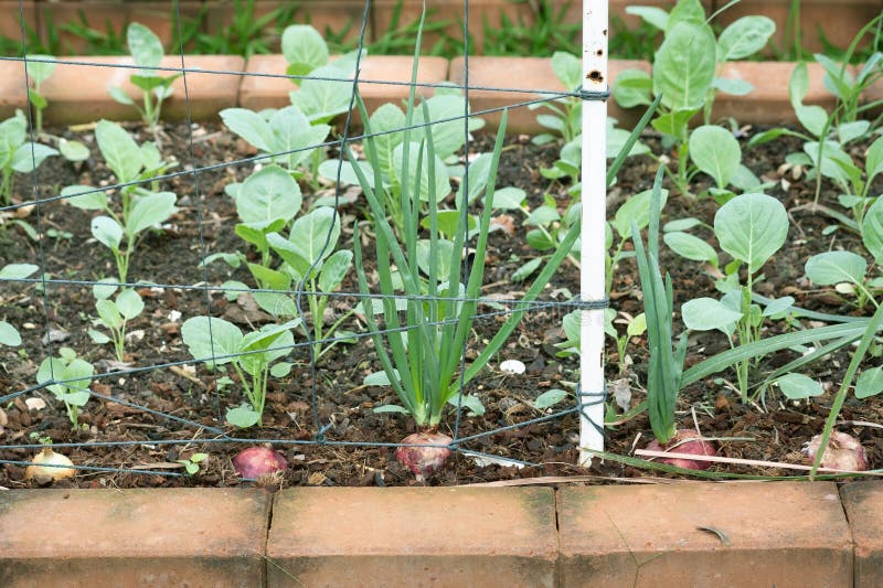 Vegetable Plot in the House. Organic Vegetable Plot Mixed Garden of ...