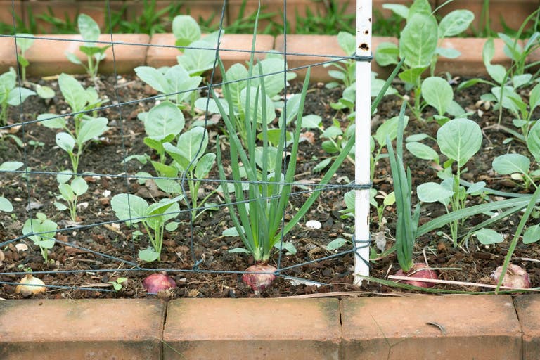 Vegetable Plot in the House. Organic Vegetable Plot Mixed Garden of ...